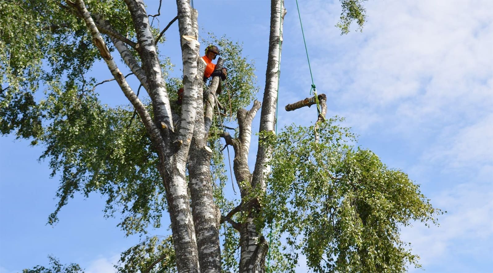 Trefelling Gausdal | Bjertnes Trefelling