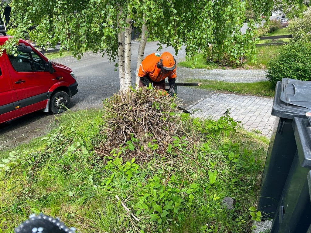 Hekkeklipping | Bjertnes Trefelling
