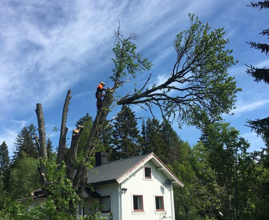 Trefelling | Bjertnes Trefelling