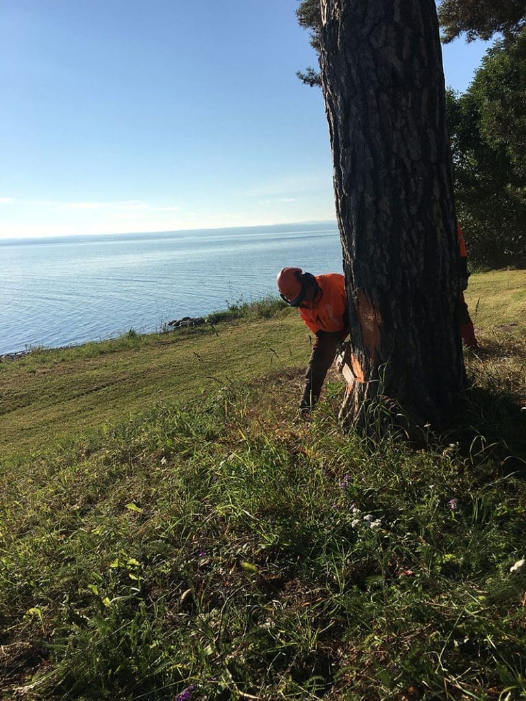 Trefelling | Bjertnes Trefelling